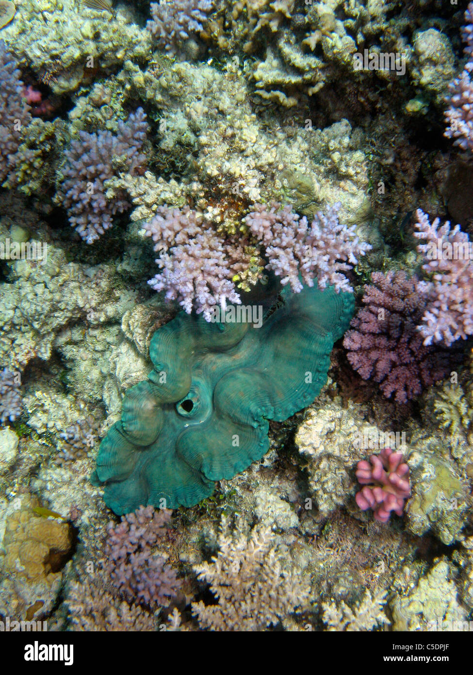 Giant Clam, Agincourt Reef, Great Barrier Reef, North Queensland ...
