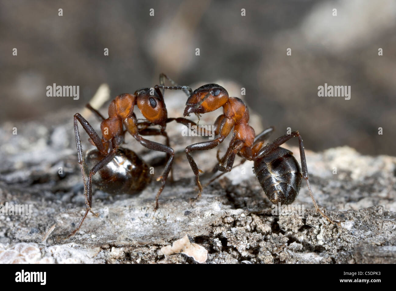 Ants on stone hi-res stock photography and images - Alamy