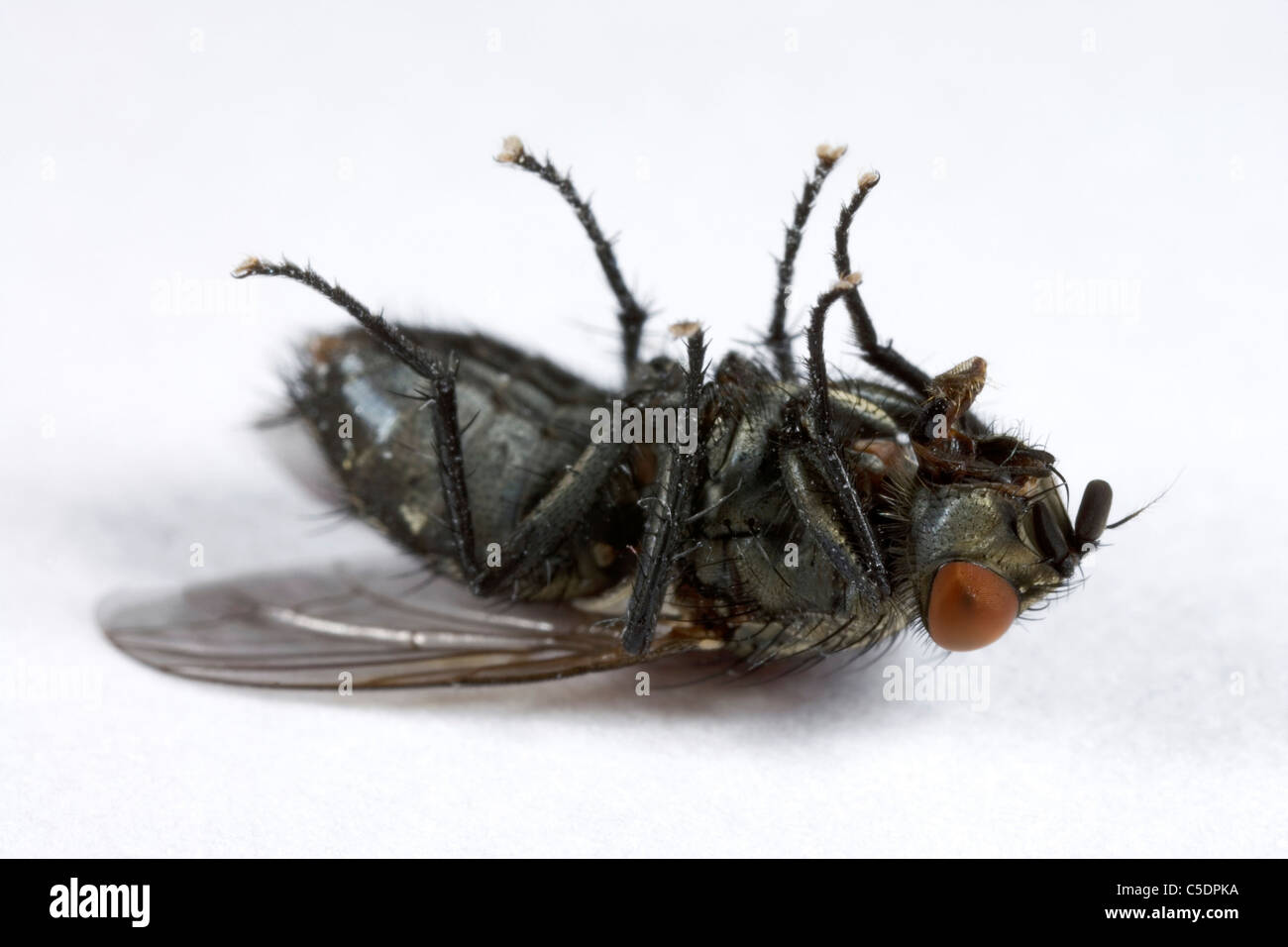 Dead fly upside down on hi-res stock photography and images - Alamy