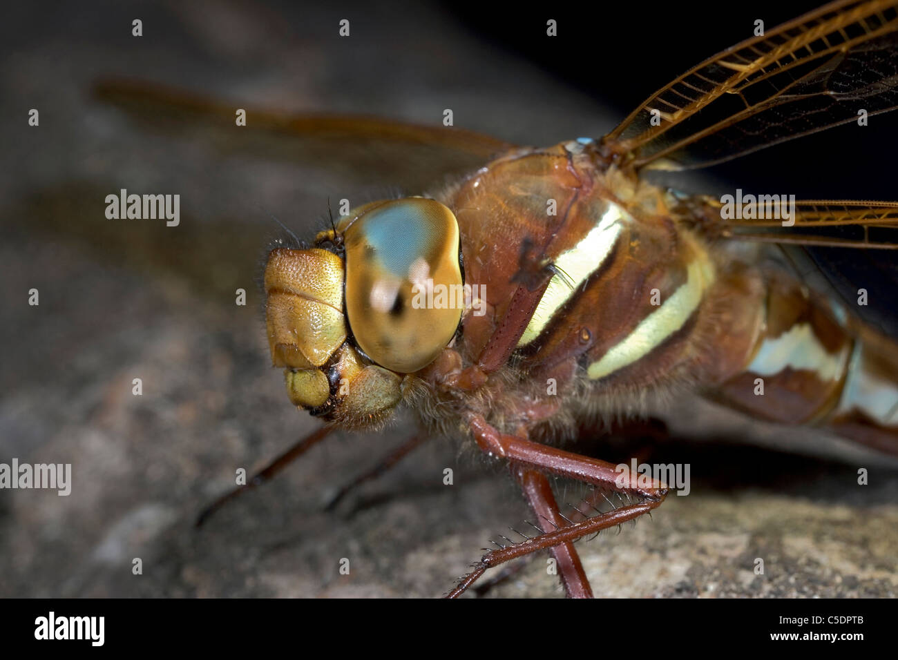 Dragonfly view hi-res stock photography and images - Alamy