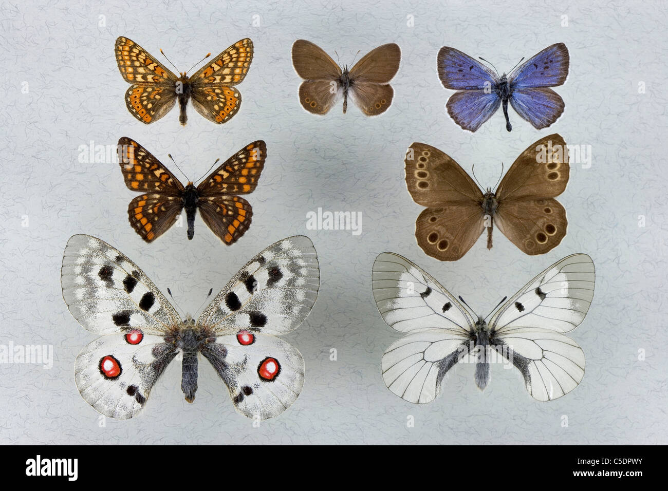 Row Of Butterflies High Resolution Stock Photography and Images - Alamy