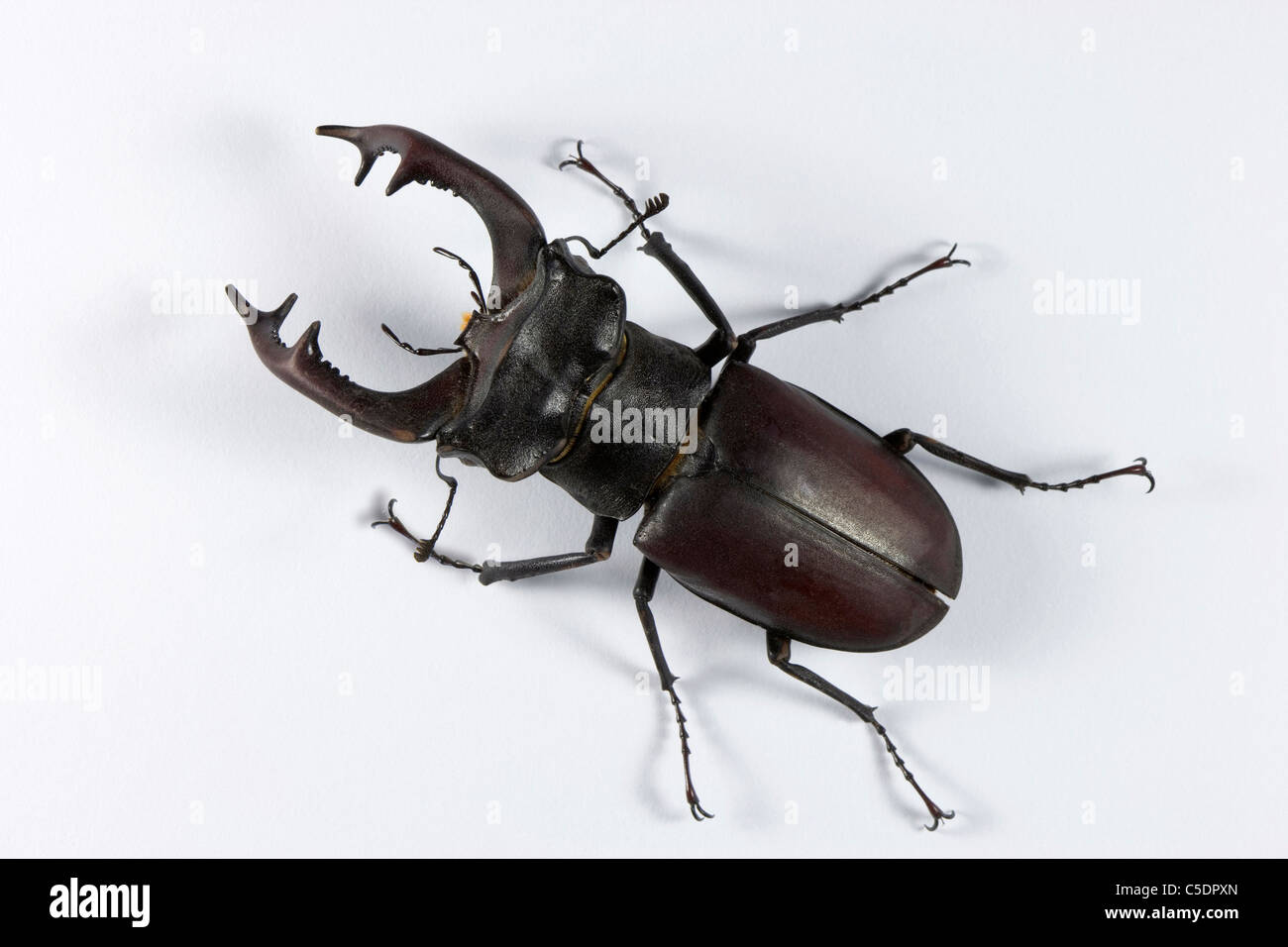 White beetle hi-res stock photography and images - Alamy