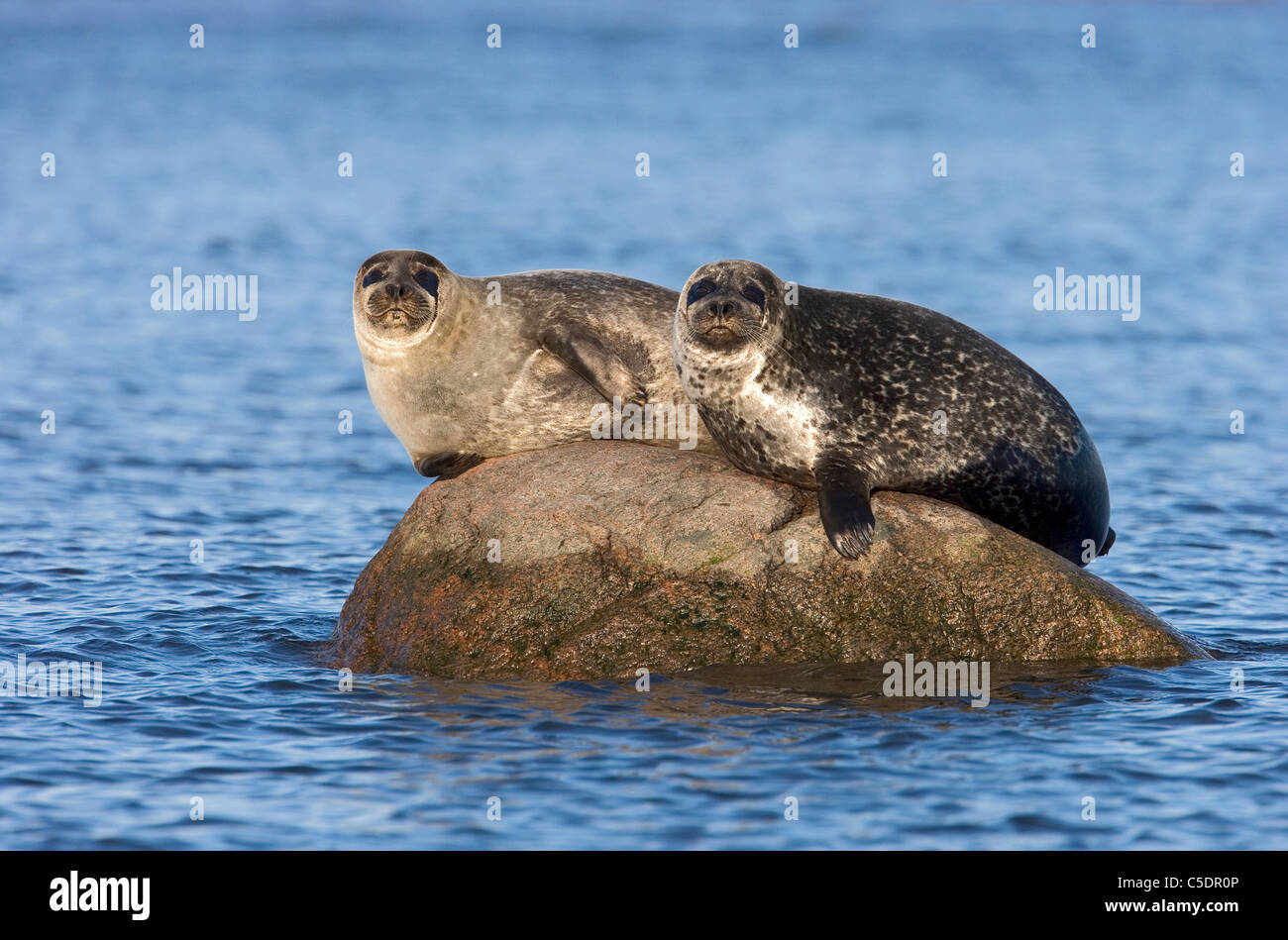 Seals portrait hi-res stock photography and images - Alamy