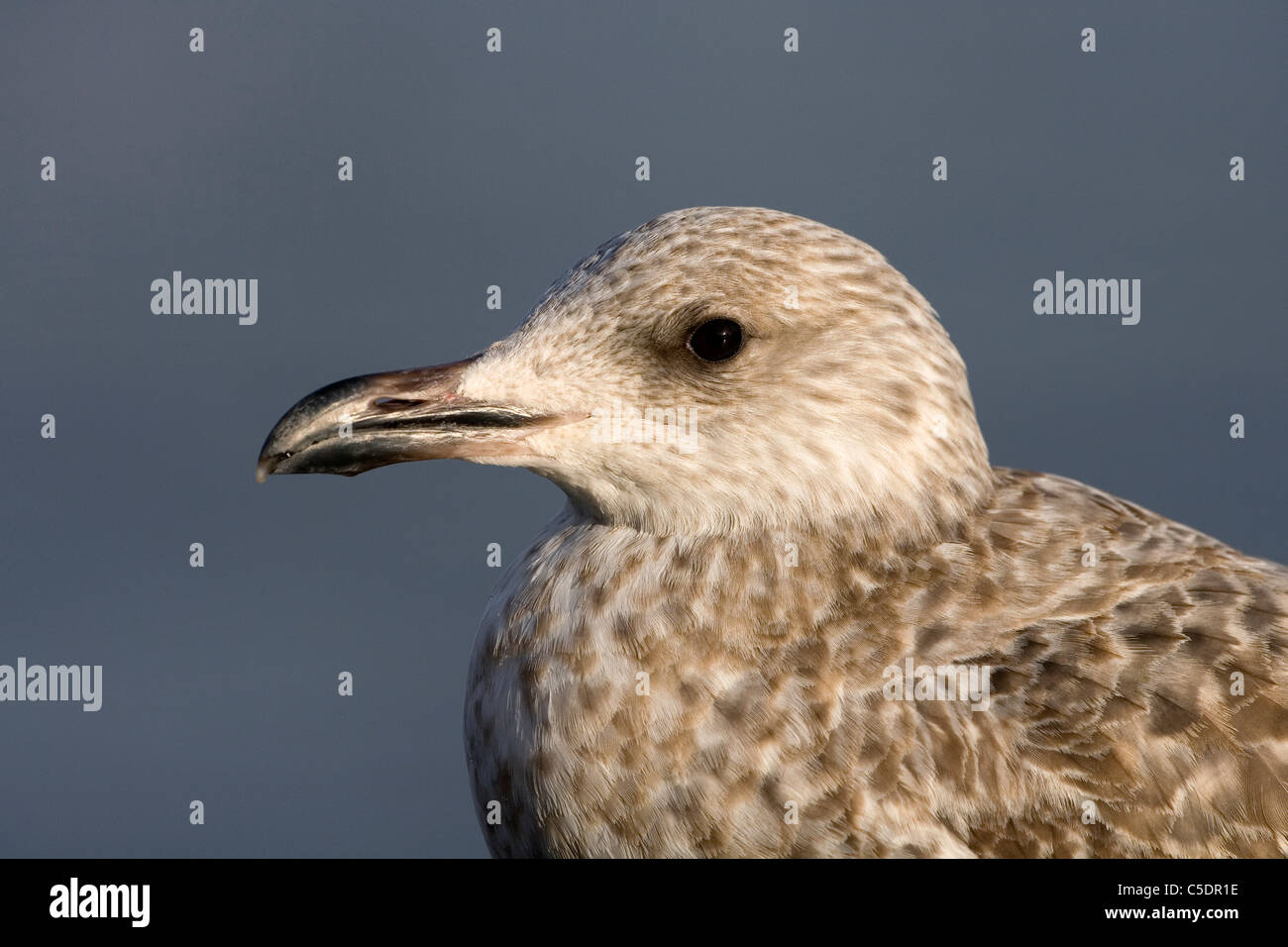 Close up view of gull hi-res stock photography and images - Alamy