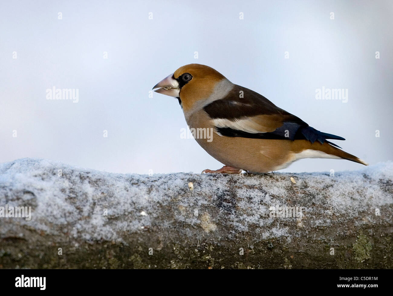 With hawfinch hi-res stock photography and images - Alamy