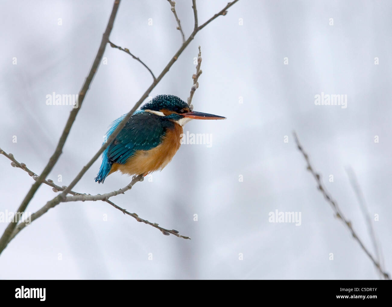 Kingfisher background hi-res stock photography and images - Alamy