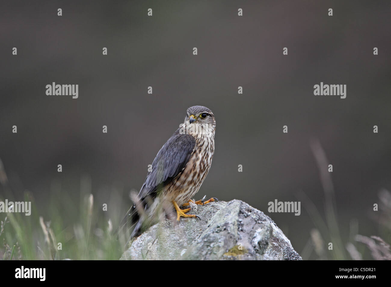 Merlin, Falco columbarius, male, in upland breeding site in Angus Stock ...