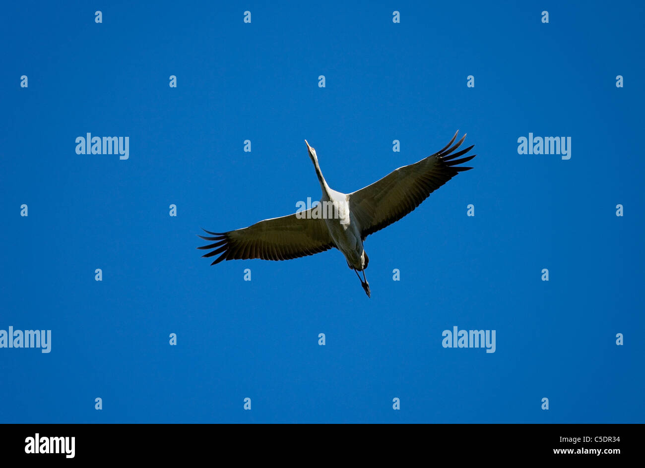 Crane flying against clear blue sky hi-res stock photography and images ...