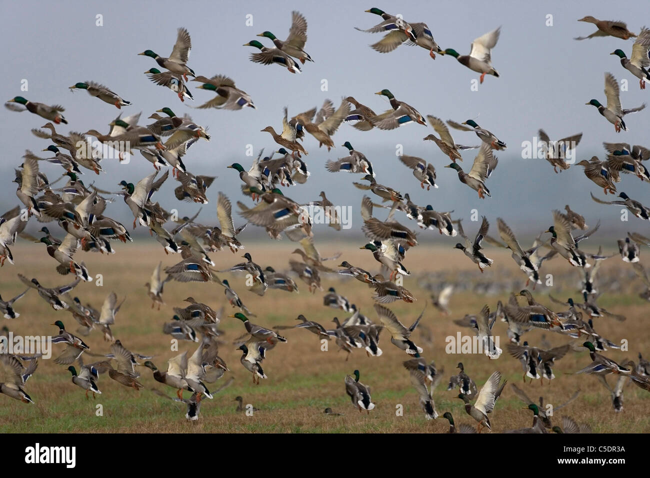 Duck flock in flight hi-res stock photography and images - Alamy