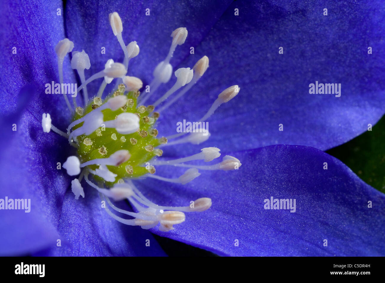 Hepatica High Resolution Stock Photography and Images - Alamy