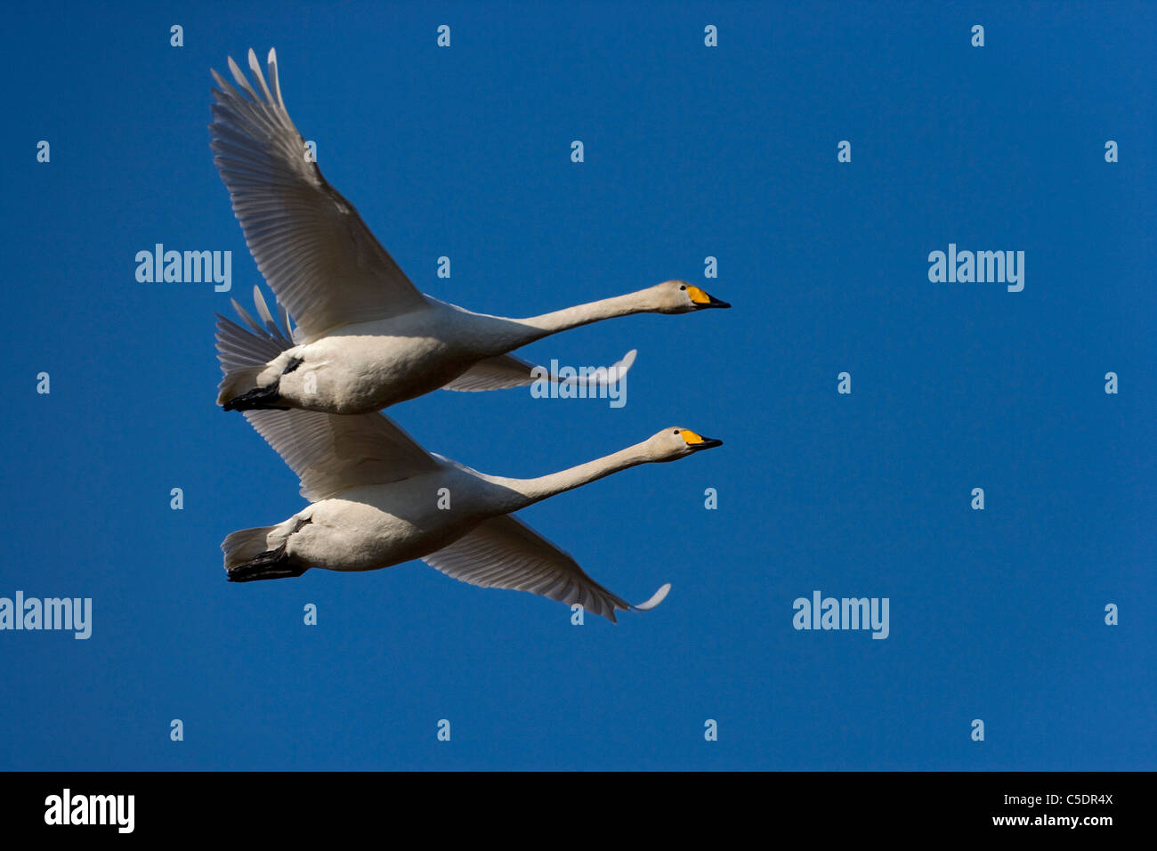 Pair whooper swans flying hi-res stock photography and images - Alamy