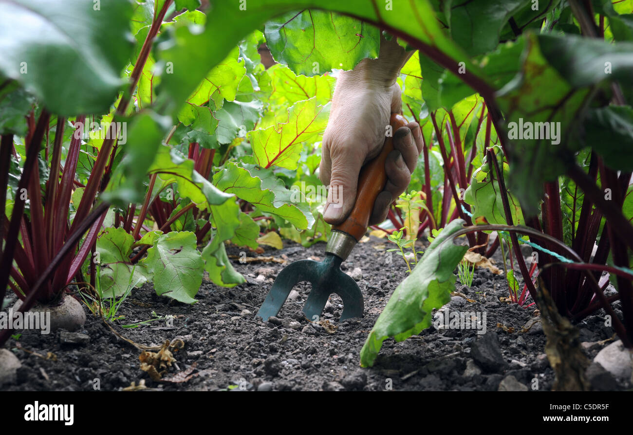 Plants hi-res stock photography and images - Alamy