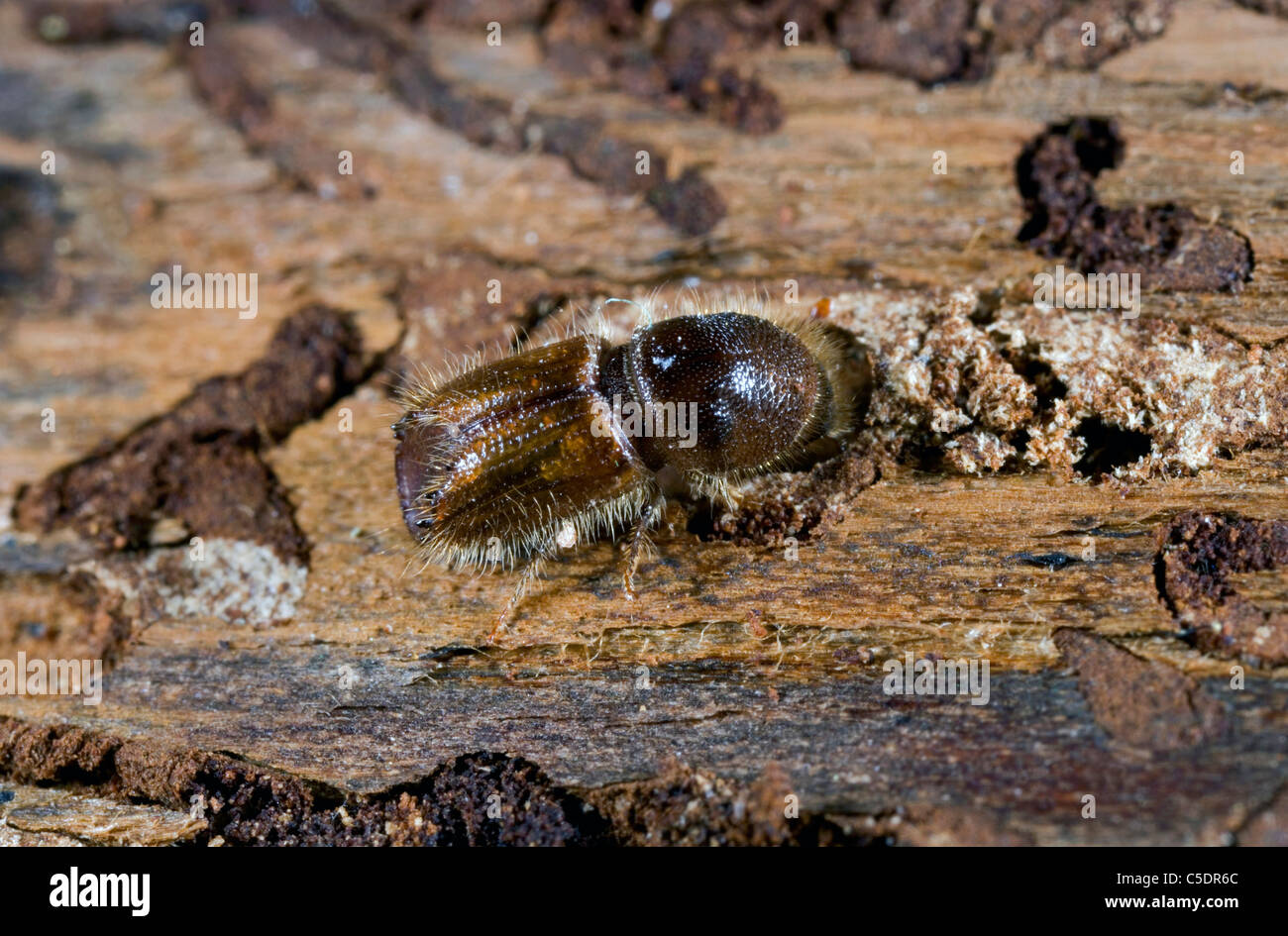 Wooden beetle hi-res stock photography and images - Alamy
