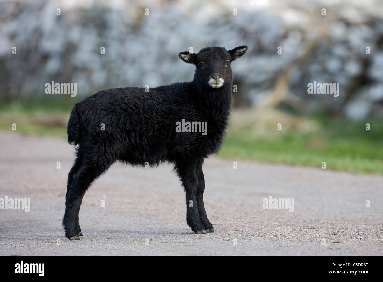 Standing lamb hi-res stock photography and images - Alamy