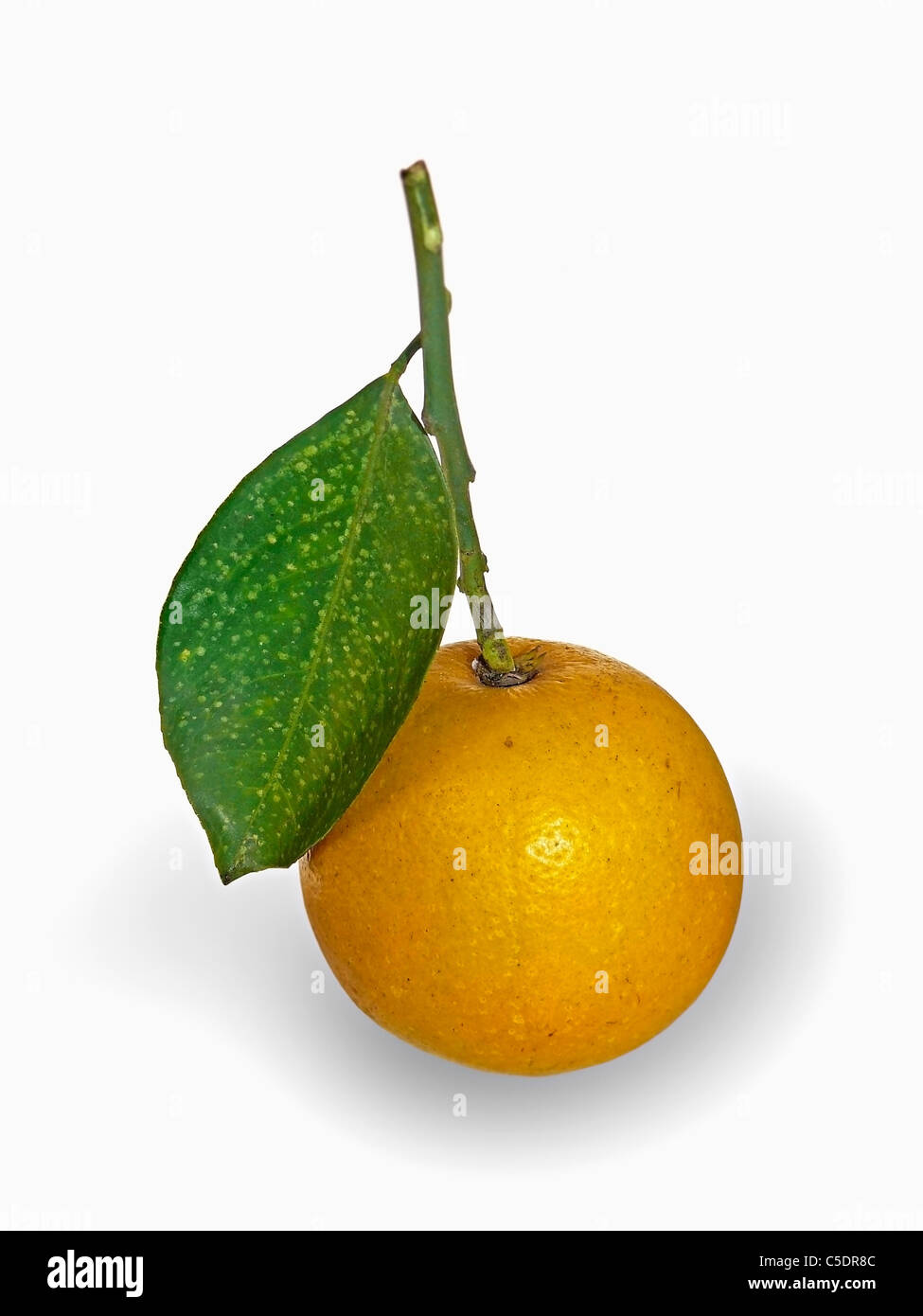 C sinensis hi-res stock photography and images - Alamy