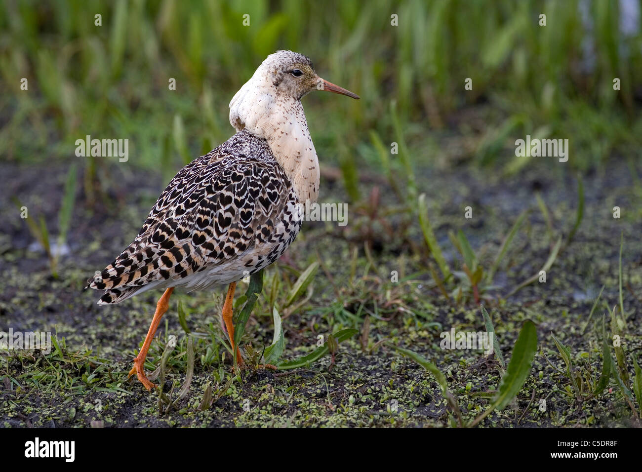 Ruff grass hi-res stock photography and images - Alamy