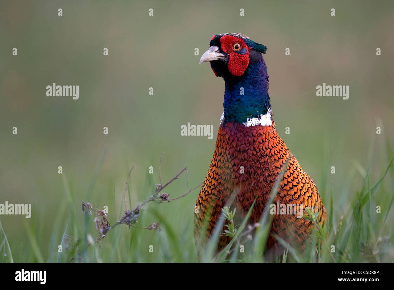 Pheasant patterns hi-res stock photography and images - Alamy