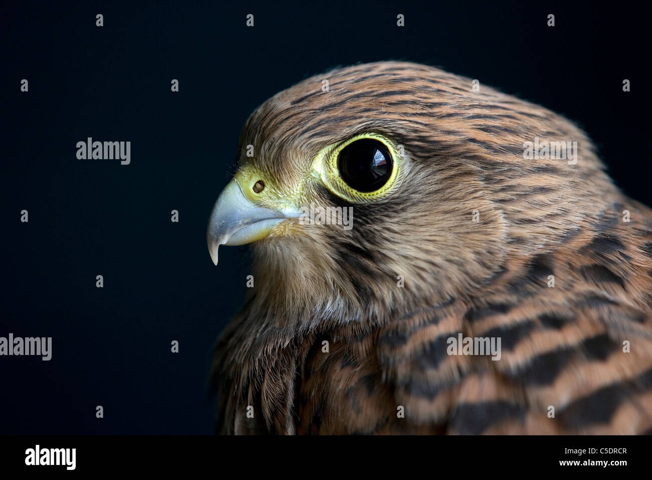 Kestrel eye hi-res stock photography and images - Alamy