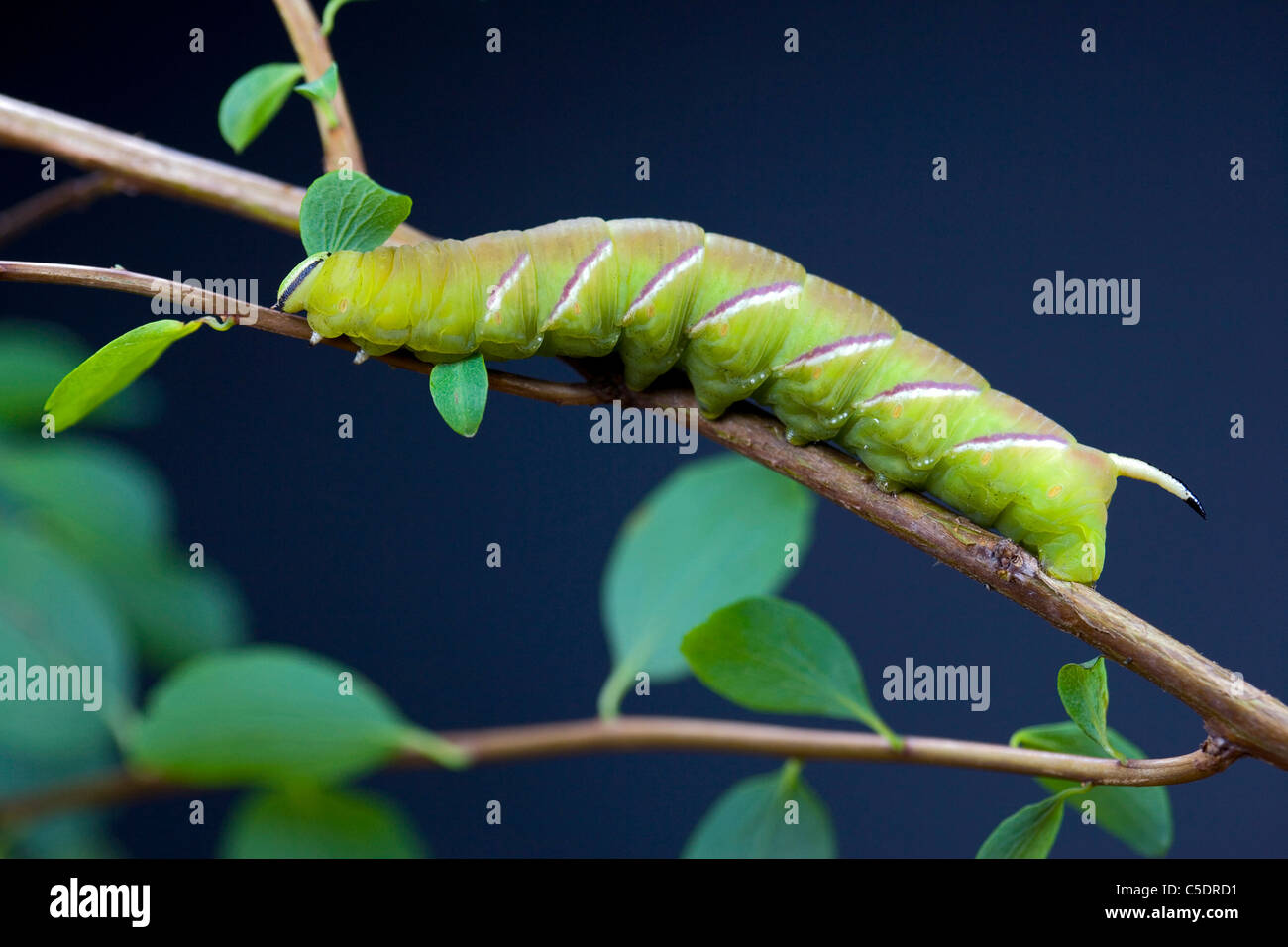 Caterpillar on branch hi-res stock photography and images - Alamy