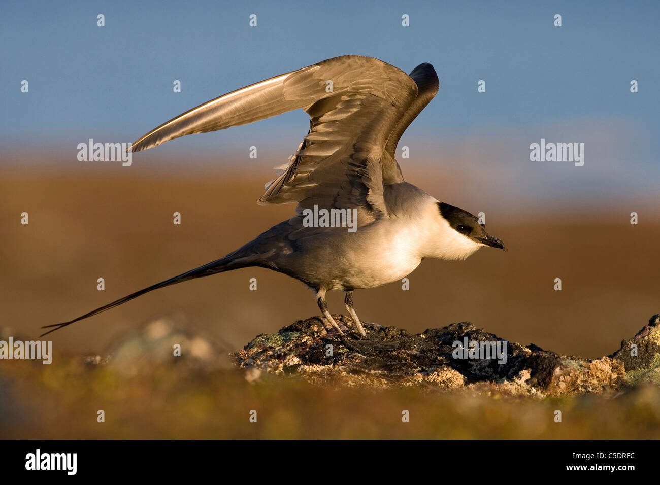 Skua bird hi-res stock photography and images - Alamy