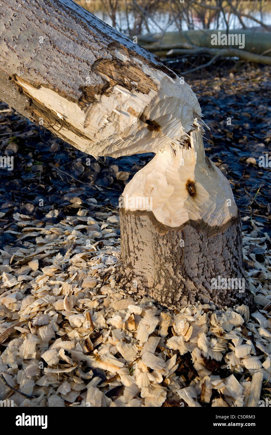 Close up beaver hi-res stock photography and images - Alamy