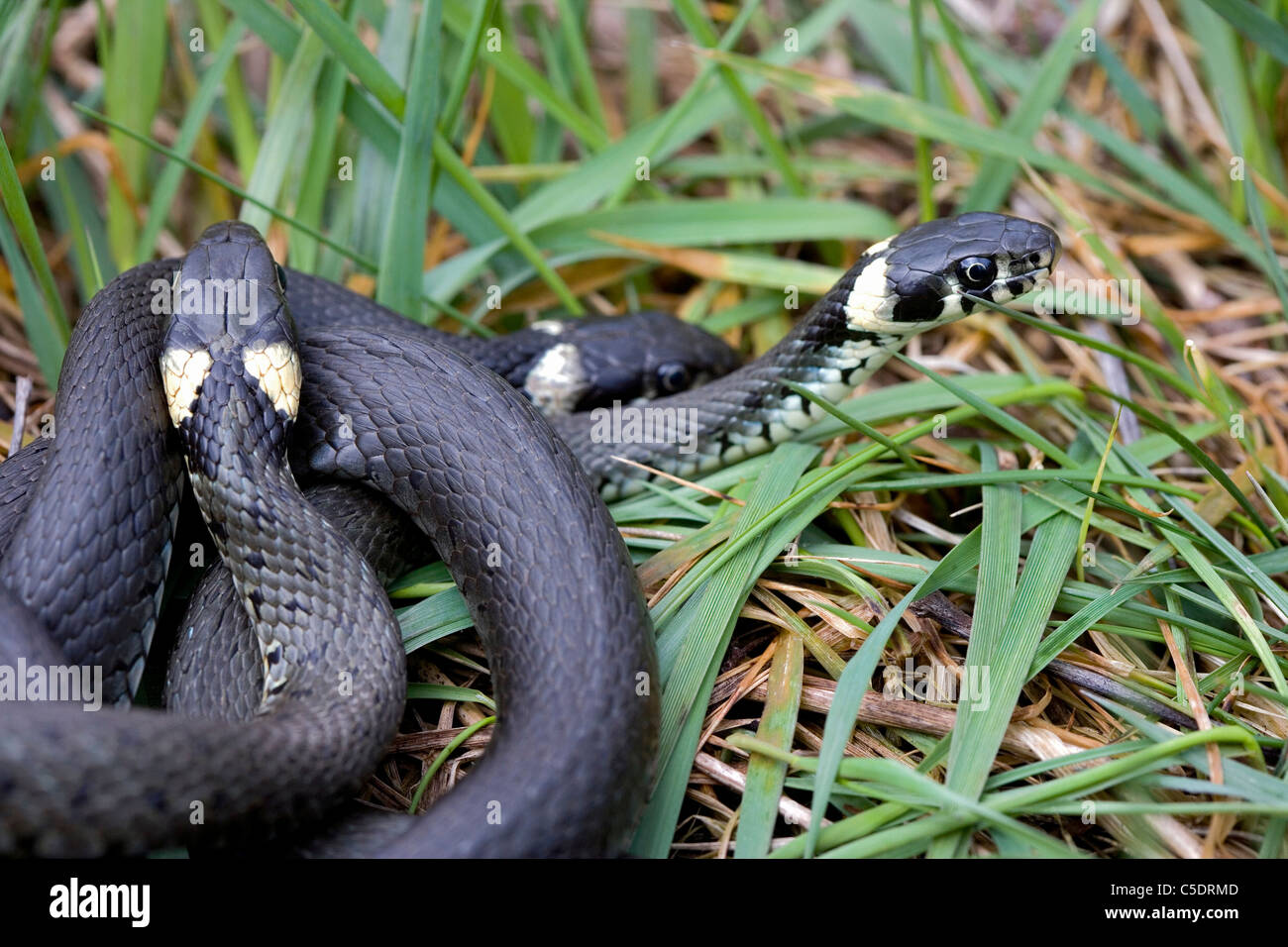 Harmless snakes hi-res stock photography and images - Alamy