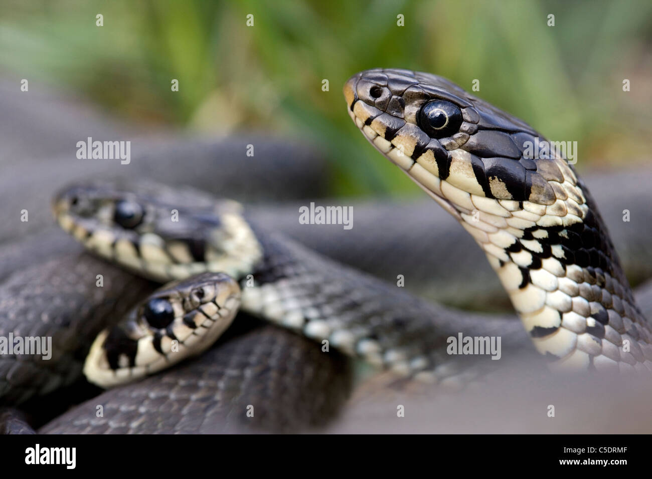 Harmless snakes hi-res stock photography and images - Alamy