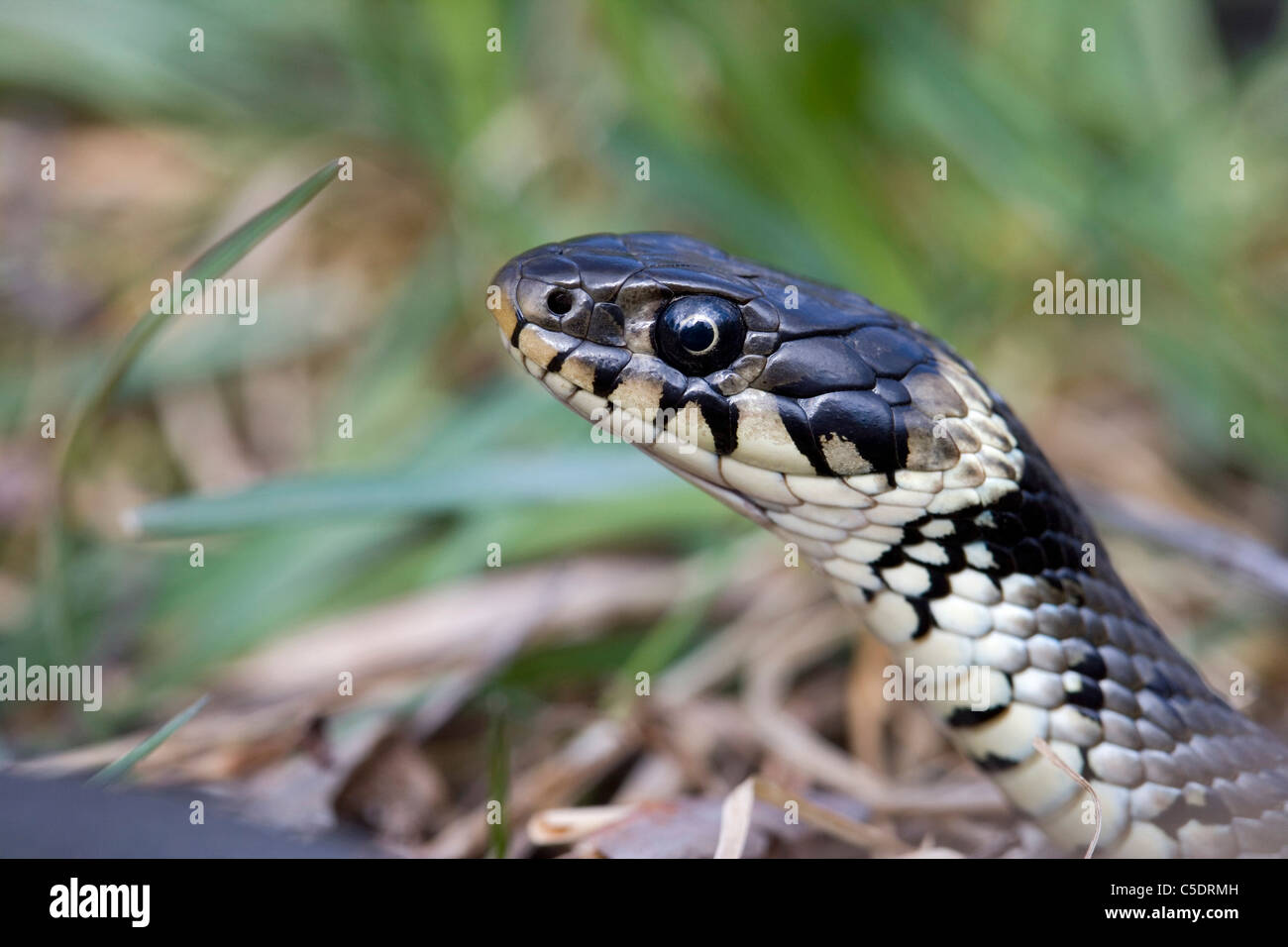 Snakes Eye Stock Photos & Snakes Eye Stock Images - Alamy