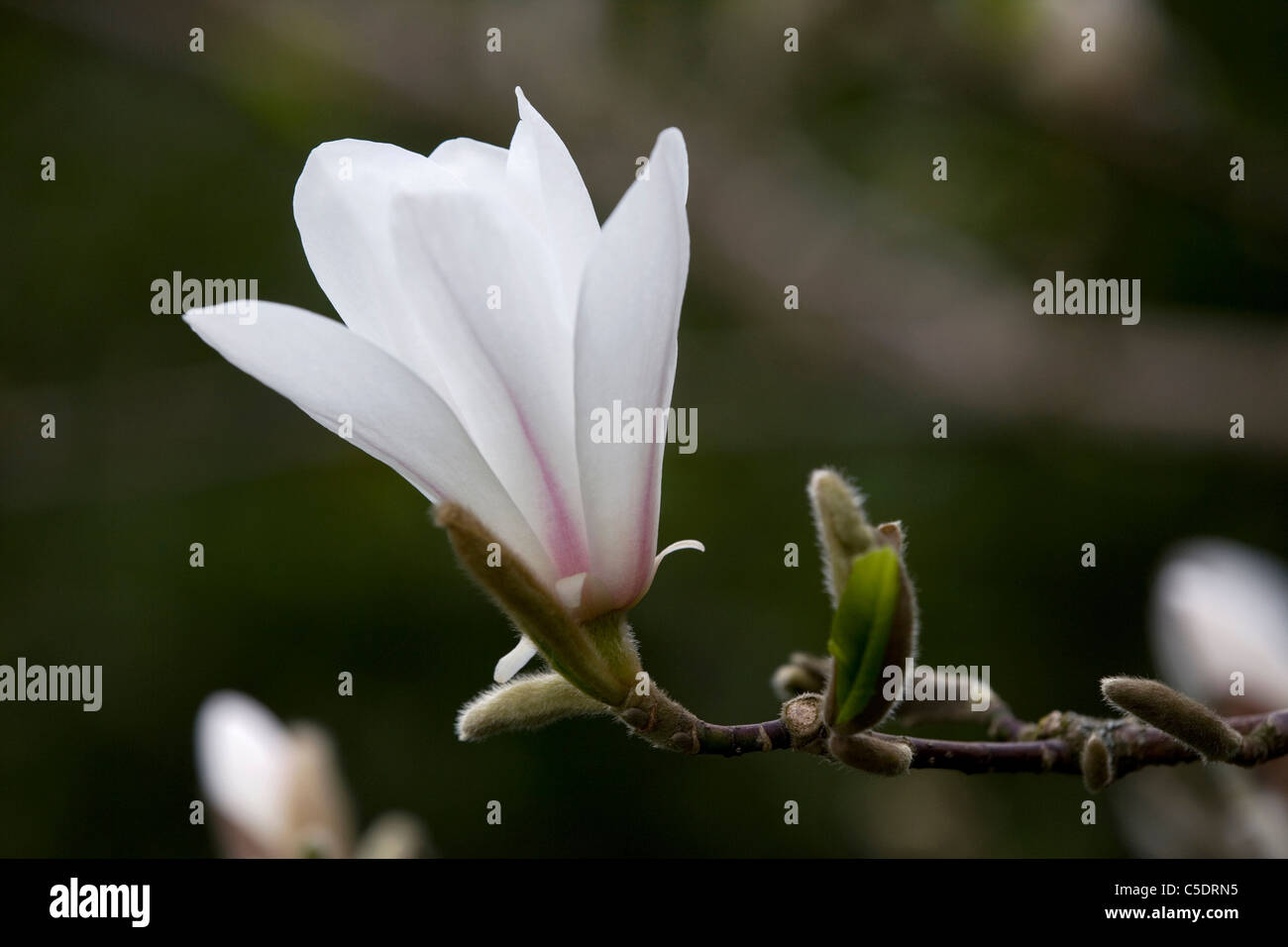 Magnolia up close hi-res stock photography and images - Alamy