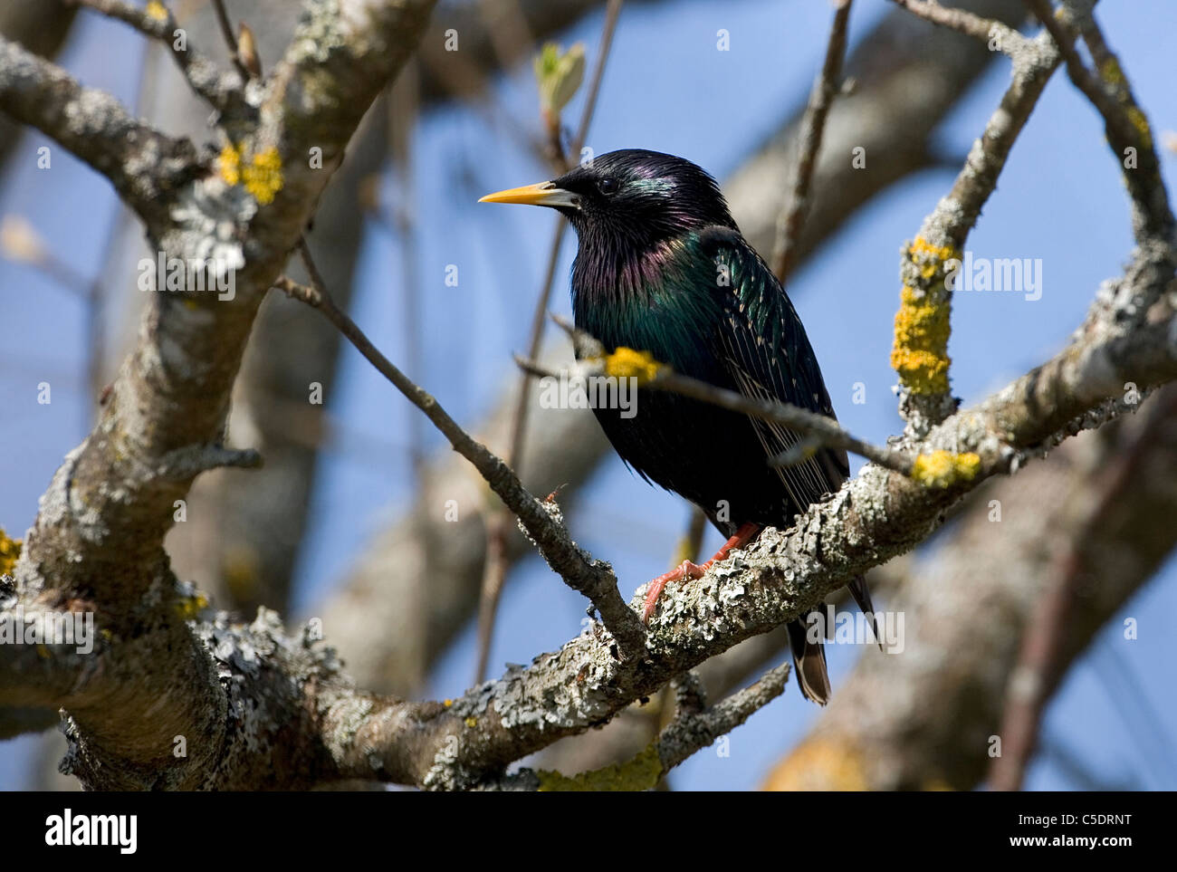 Tree with a bird hi-res stock photography and images - Alamy