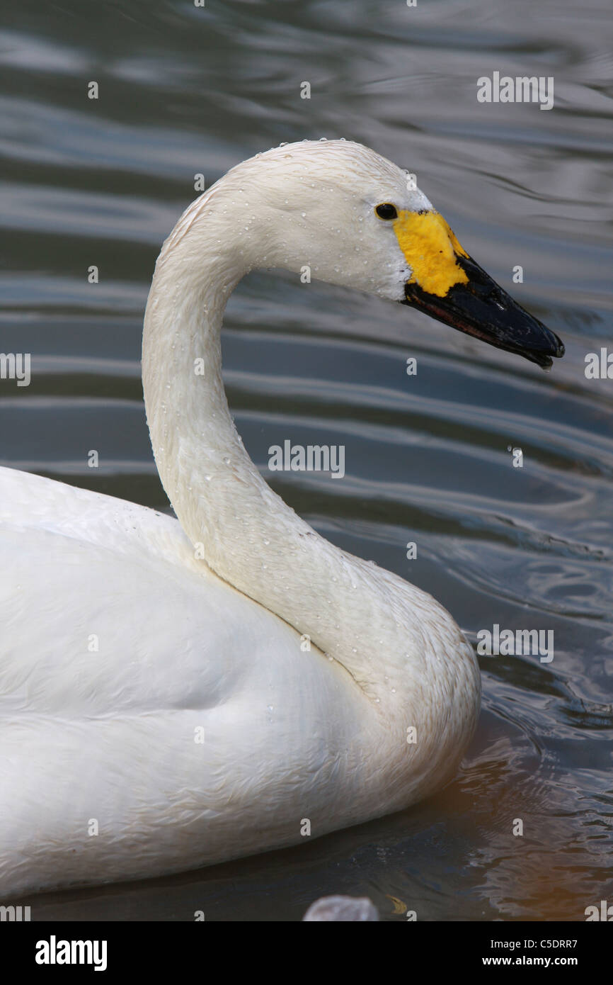 Swan detail hi-res stock photography and images - Alamy