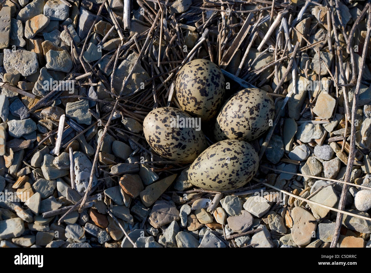 Close up waders hi-res stock photography and images - Alamy