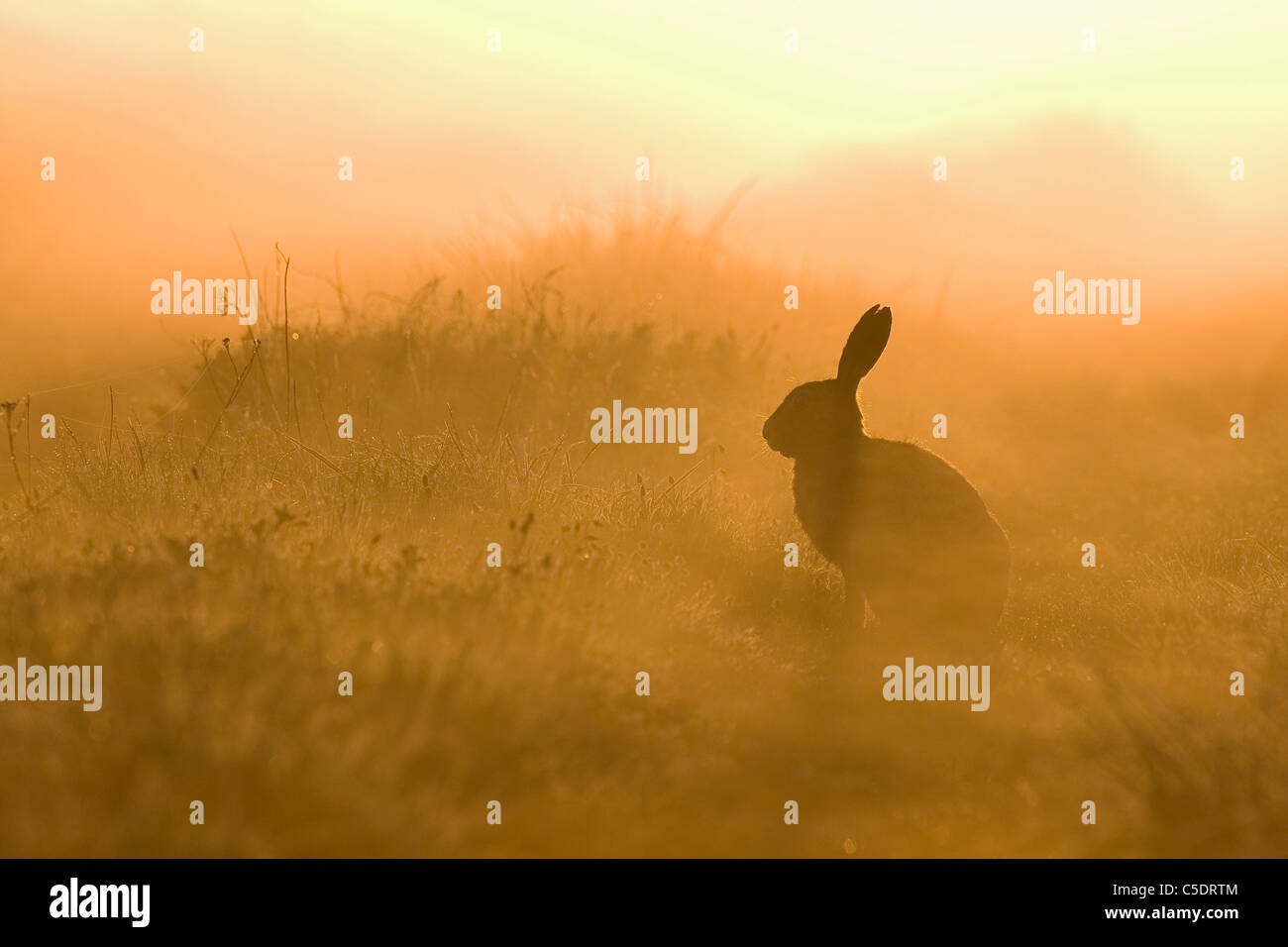 Hare Mist Landscape High Resolution Stock Photography and Images - Alamy
