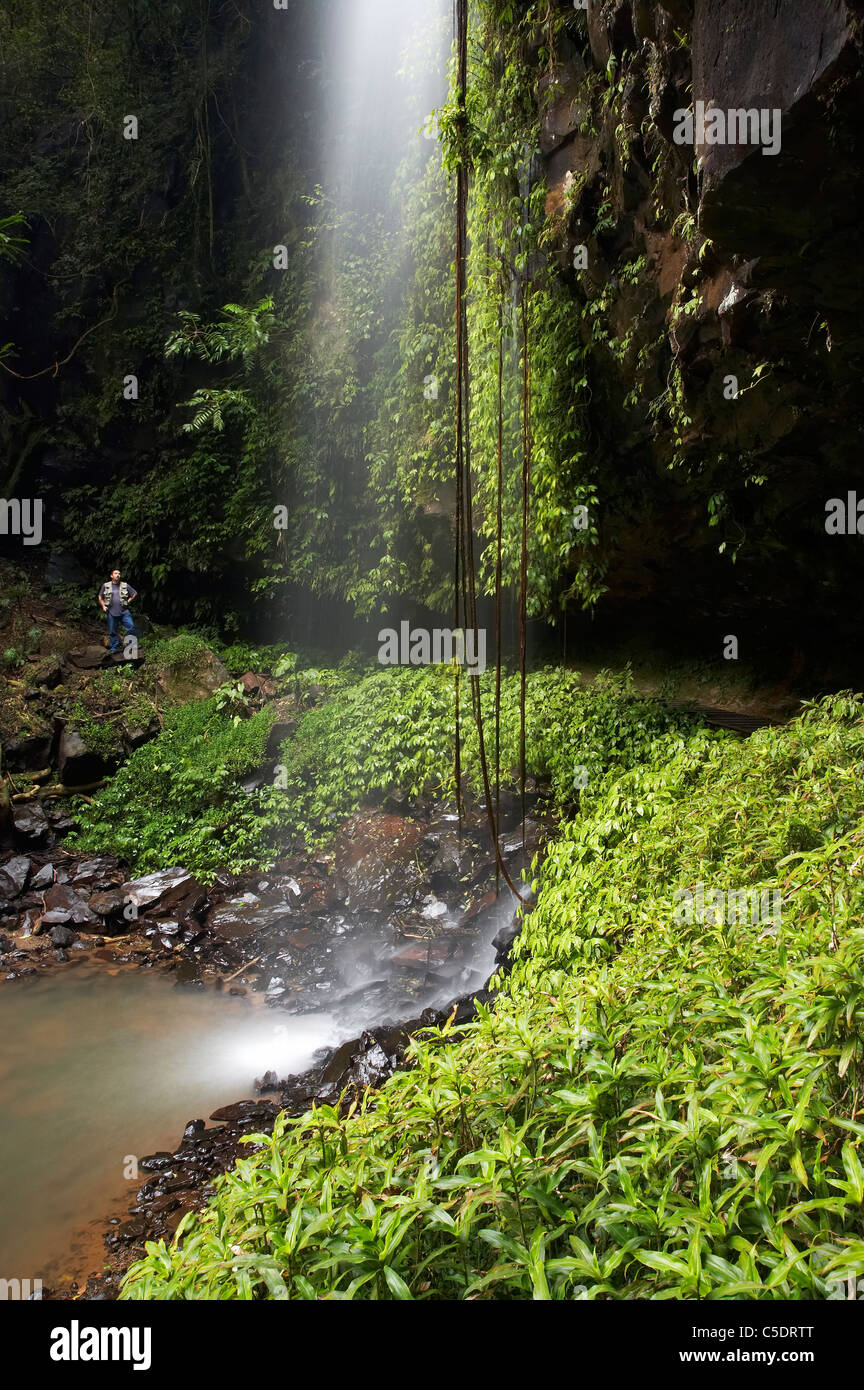 Dorrigo national park hi-res stock photography and images - Alamy