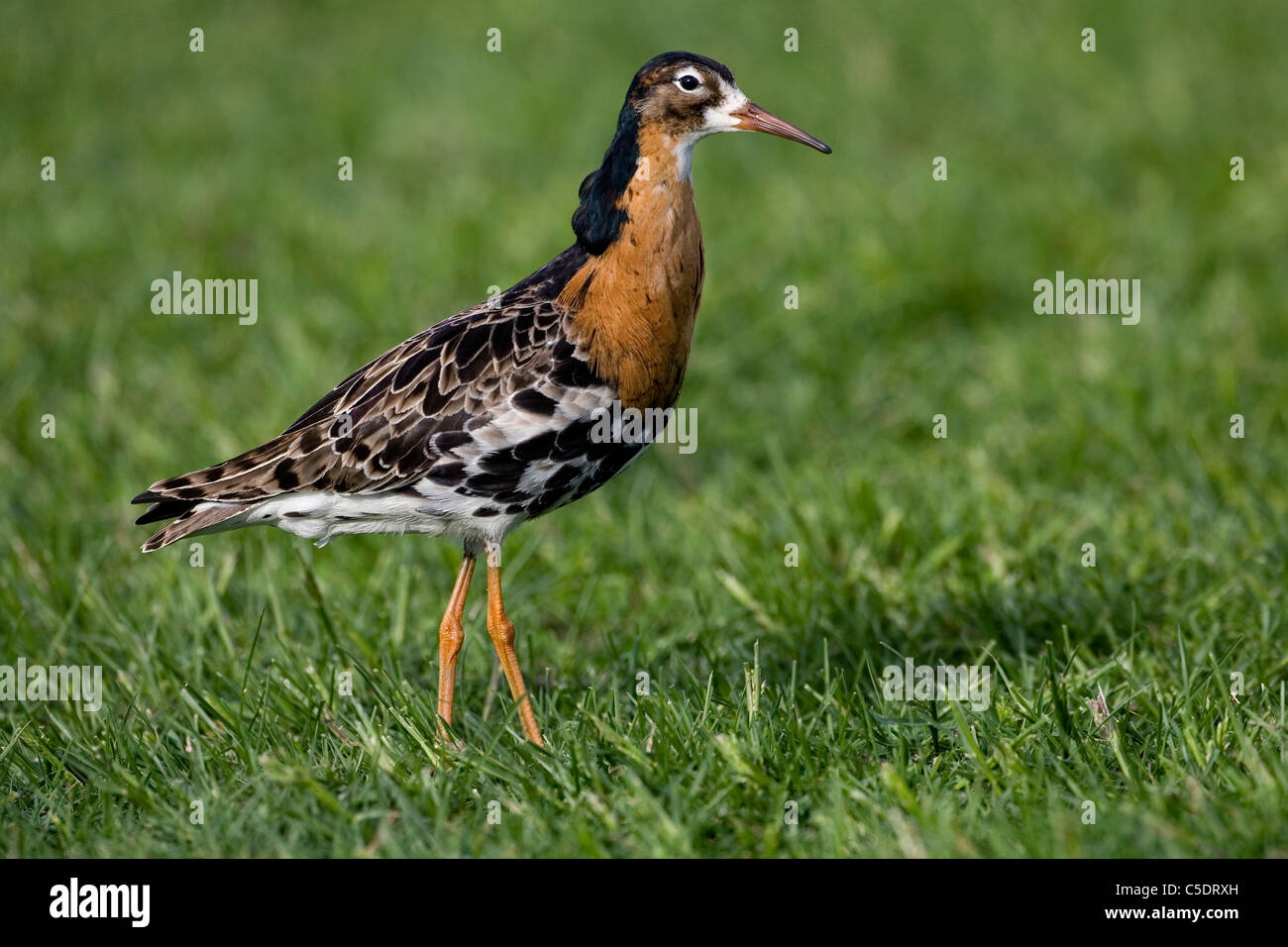 Close-up side view of a ruff standing on grass Stock Photo - Alamy