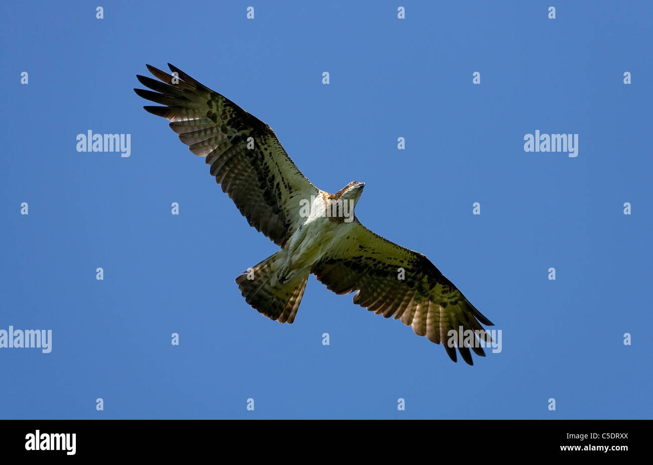 Bird flight view hi-res stock photography and images - Alamy