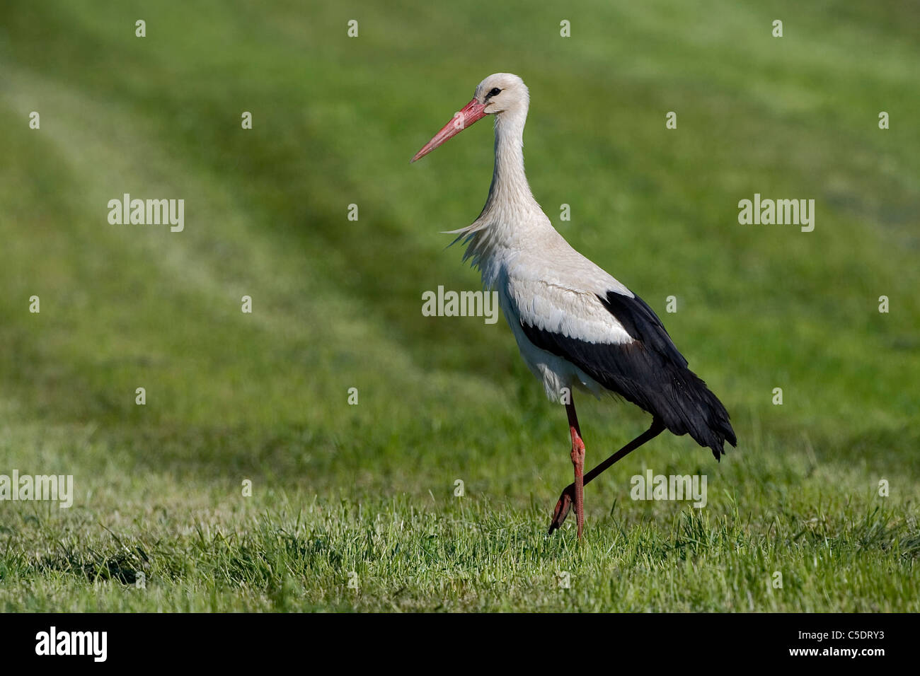 White plumages hi-res stock photography and images - Alamy