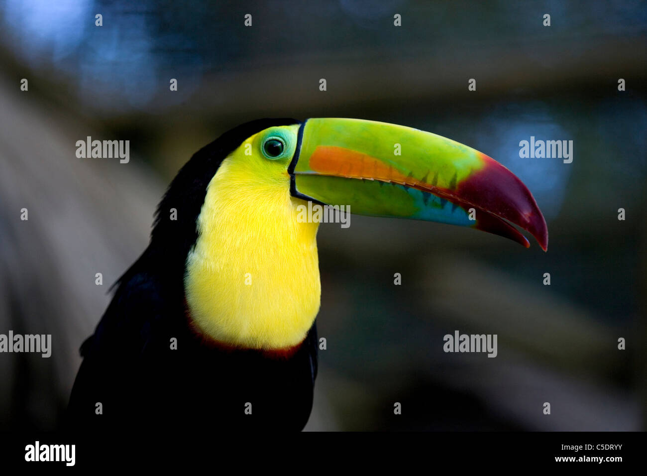 Tucan High Resolution Stock Photography and Images - Alamy