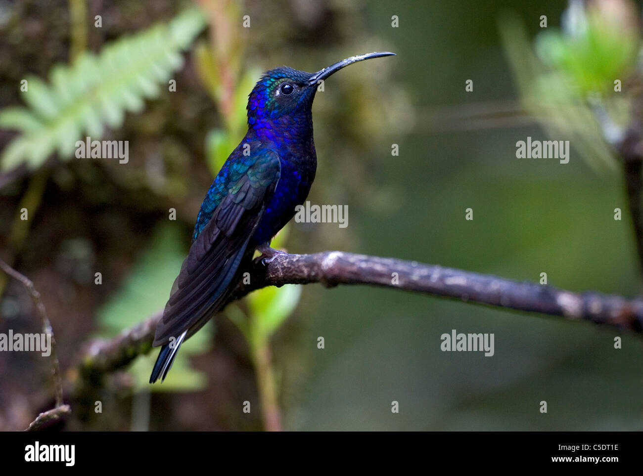Hummingbird On Branch High Resolution Stock Photography and Images - Alamy