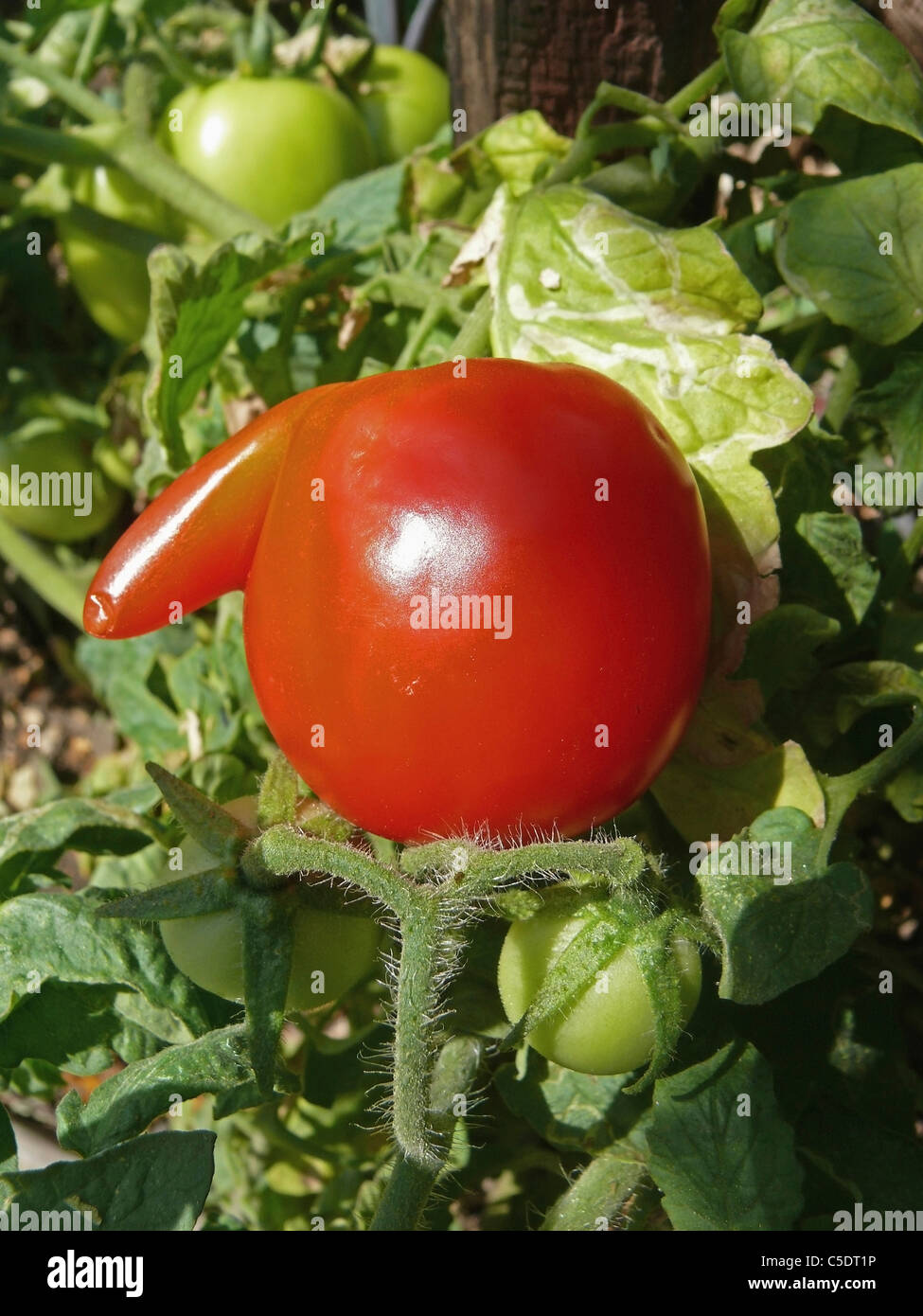 Concept, natural tomato shape Stock Photo - Alamy