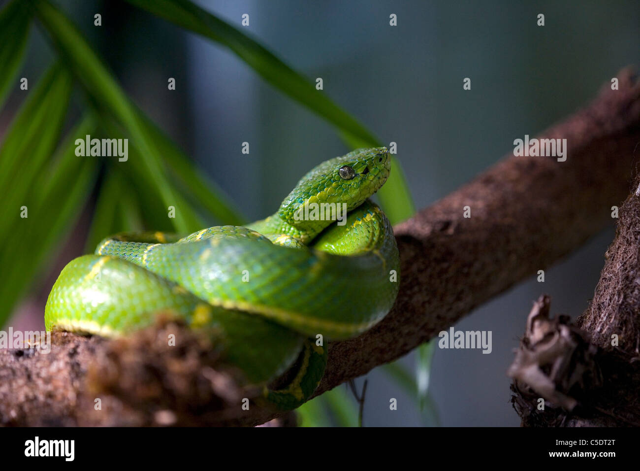Poisonous green snake hi-res stock photography and images - Alamy