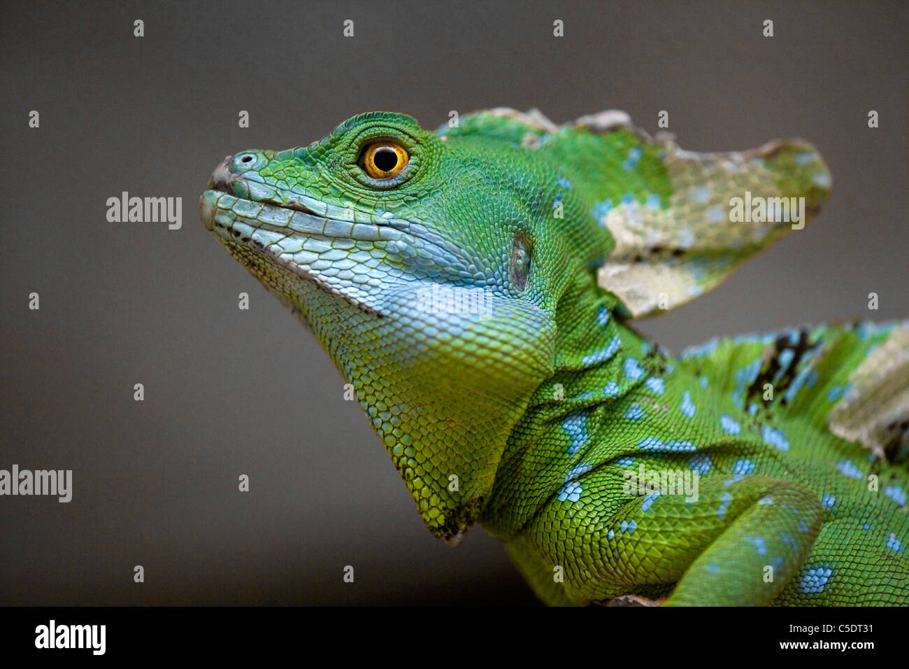 Basilisk Lizard High Resolution Stock Photography and Images - Alamy