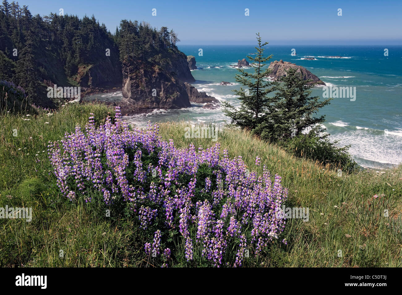 Lupine blooms overlooking the rugged headland and offshore sea stacks ...
