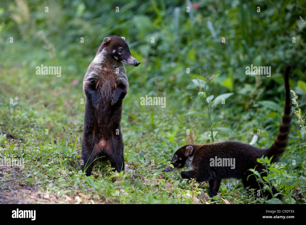 Coati rainforest costa rica hi-res stock photography and images - Alamy