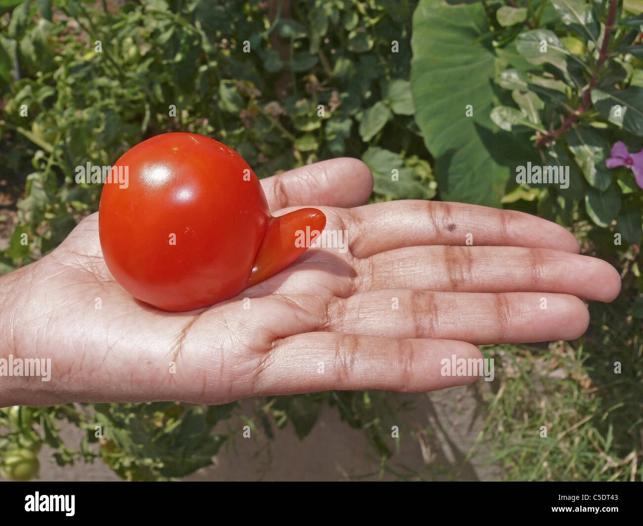 Concept, natural tomato shape Stock Photo - Alamy