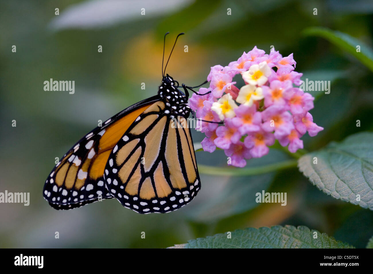 Butterfly full view hi-res stock photography and images - Alamy