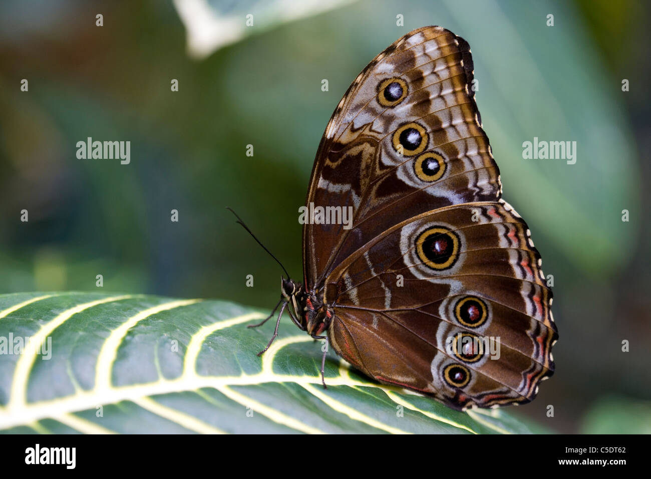 Butterfly full view hi-res stock photography and images - Alamy