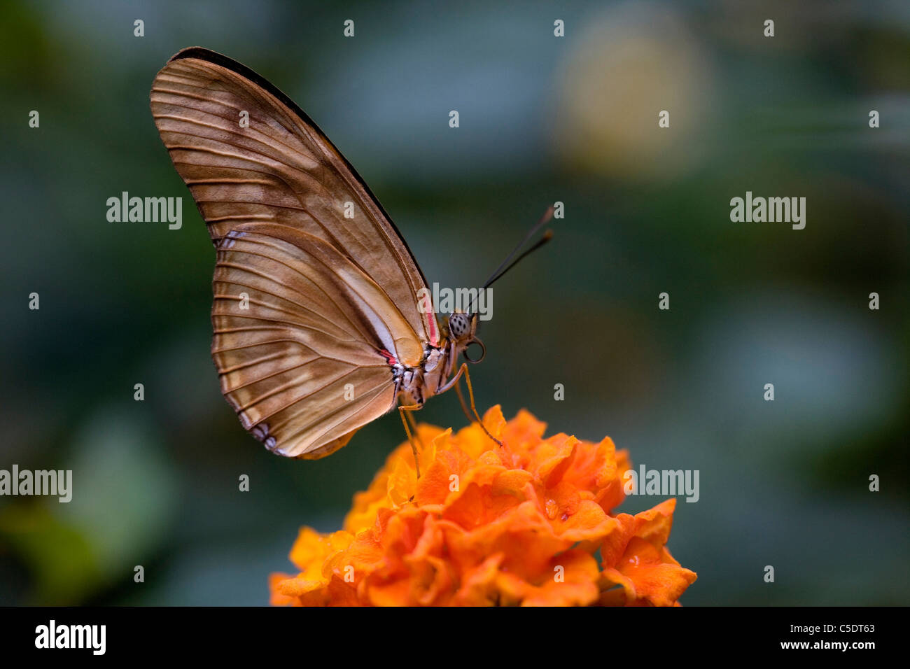 Butterfly full view hi-res stock photography and images - Alamy
