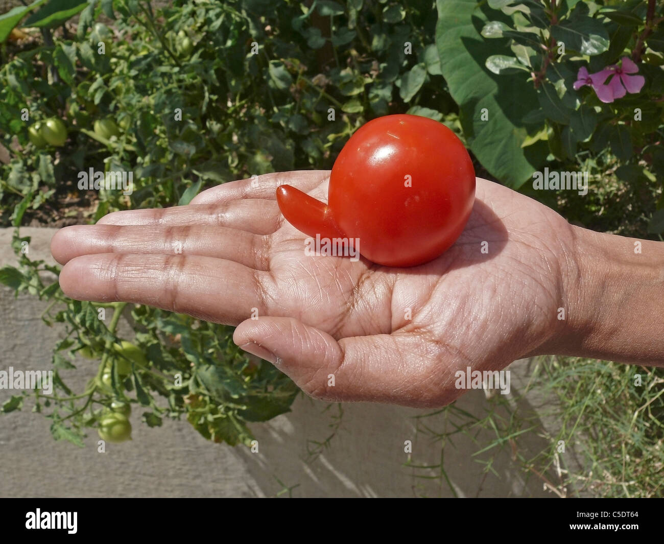 Concept, natural tomato shape Stock Photo - Alamy