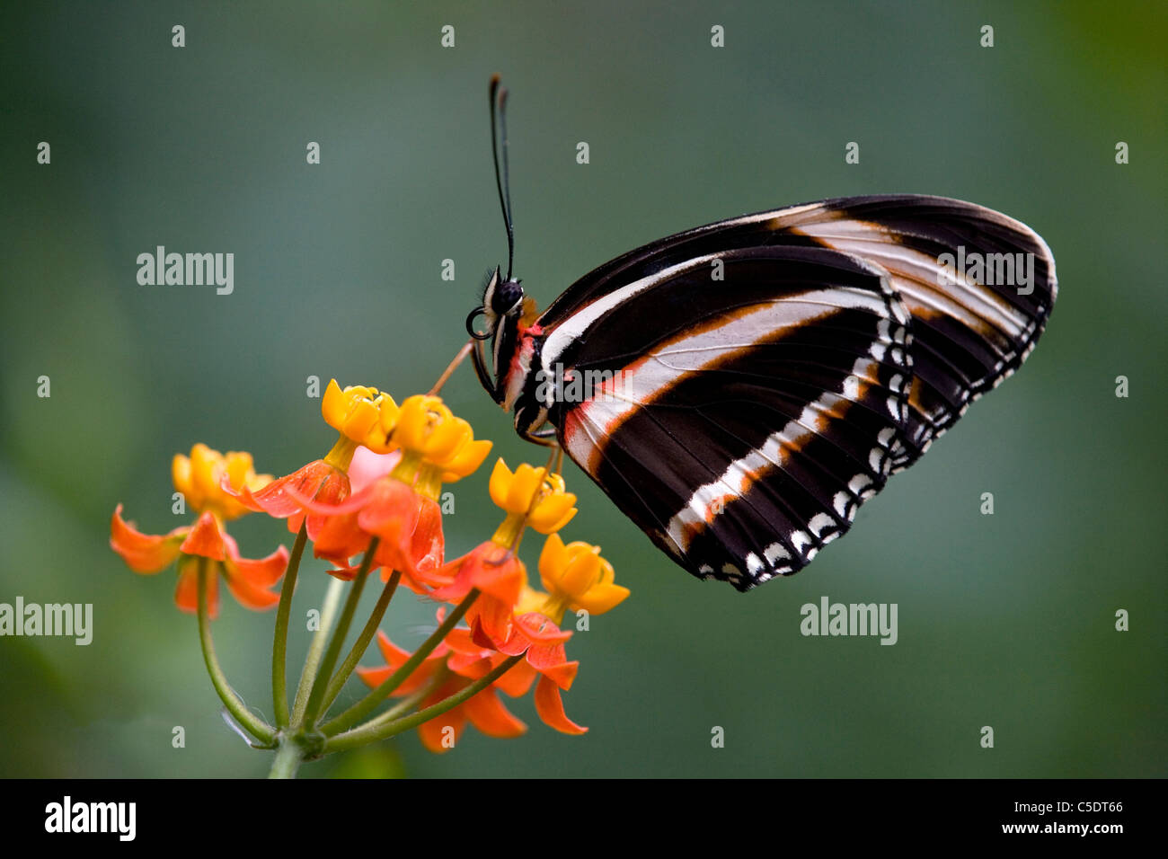 Butterfly full view hi-res stock photography and images - Alamy